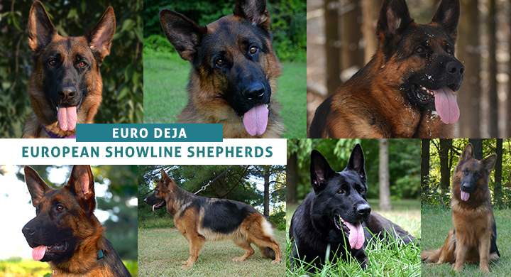 European versus American German Shepherds